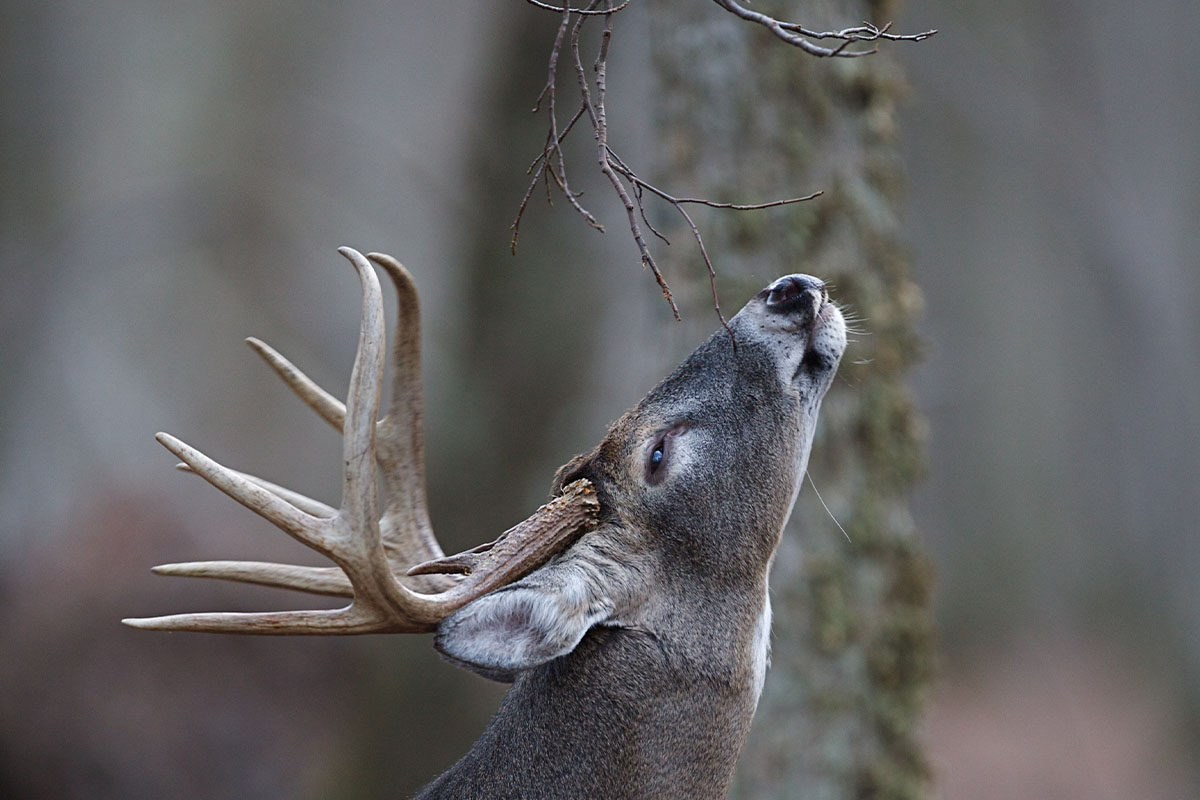 How a Rut Report Campaign Delivered 15 Million Impressions—and Became a ...